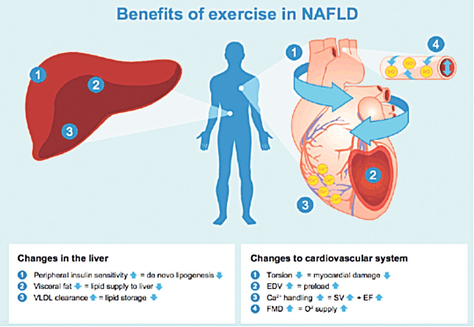 Exercise in NAFLD: The 'perfect pill’ for everyone? - Medical Independent