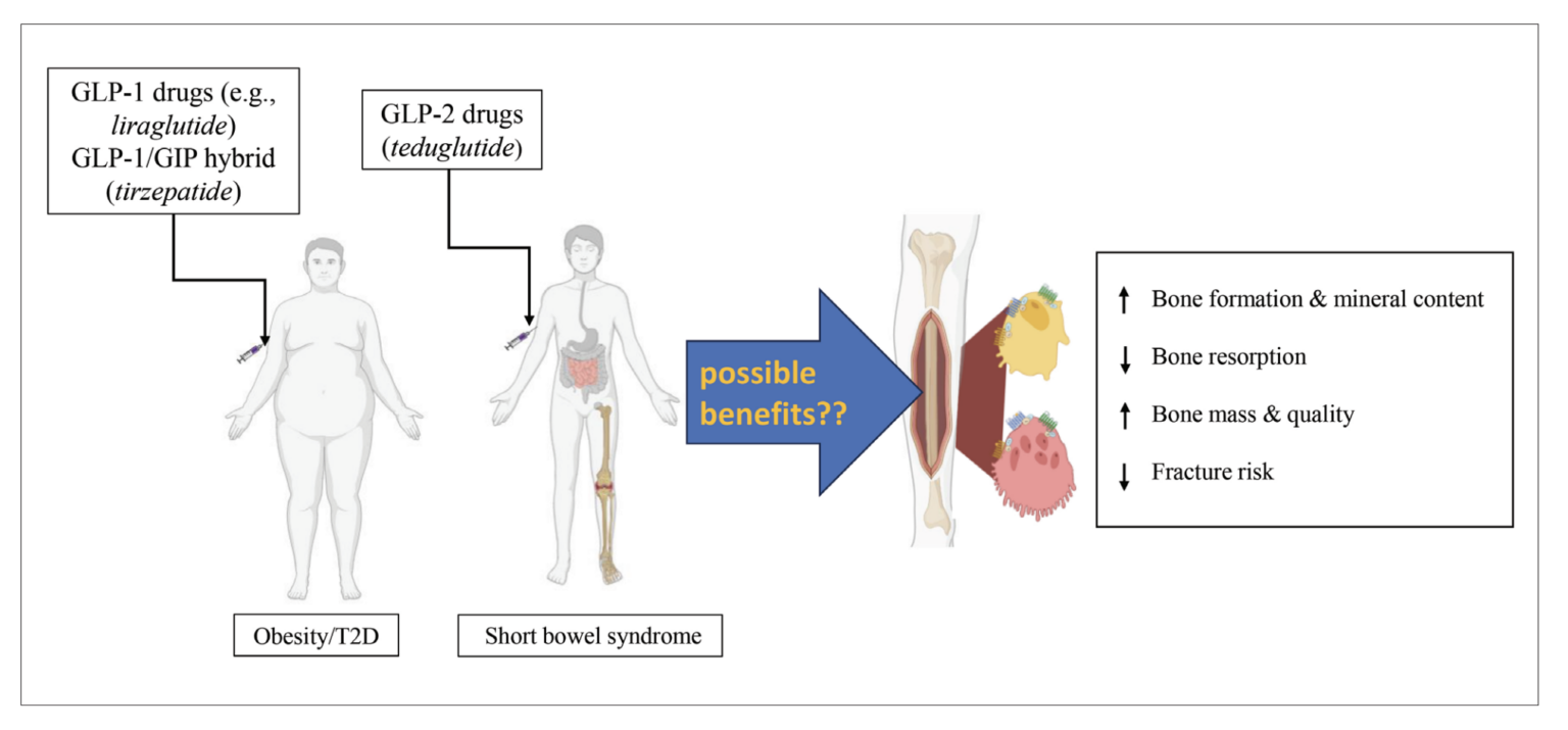 GIP, GLP-1, GLP-2, and bone - Medical Independent
