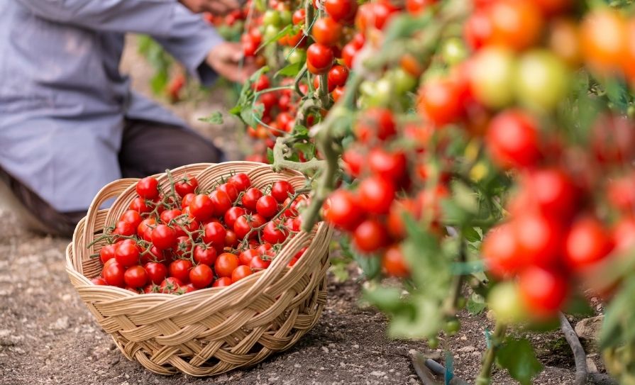 Escaping ‘irksome’ reality through quiet joy - Medical Independent