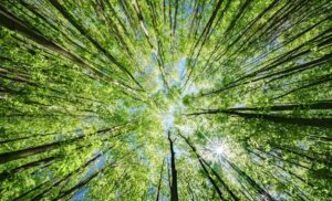 Learning to partner with nature for cancer and diabetes - Medical ...
