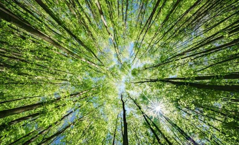 Learning to partner with nature for cancer and diabetes - Medical ...